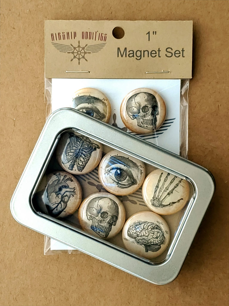 Anatomy Magnet Sets, 1 & 1.5 Inch – Airship Oddities